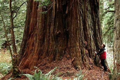 Just Facts: World's Tallest Tree