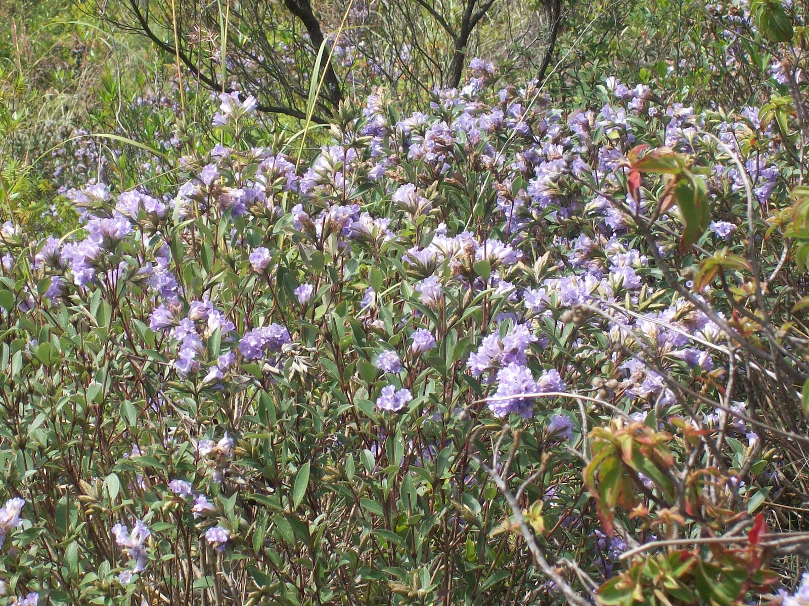 Indian flowers and herbs: Kurinji, the Twelve year Wonder of the ...