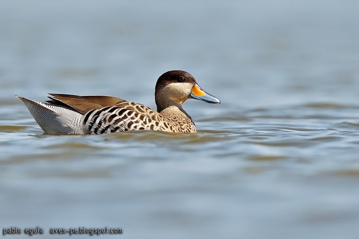 mis fotos de aves: Spatula versicolor Pato Capuchino Silver Teal