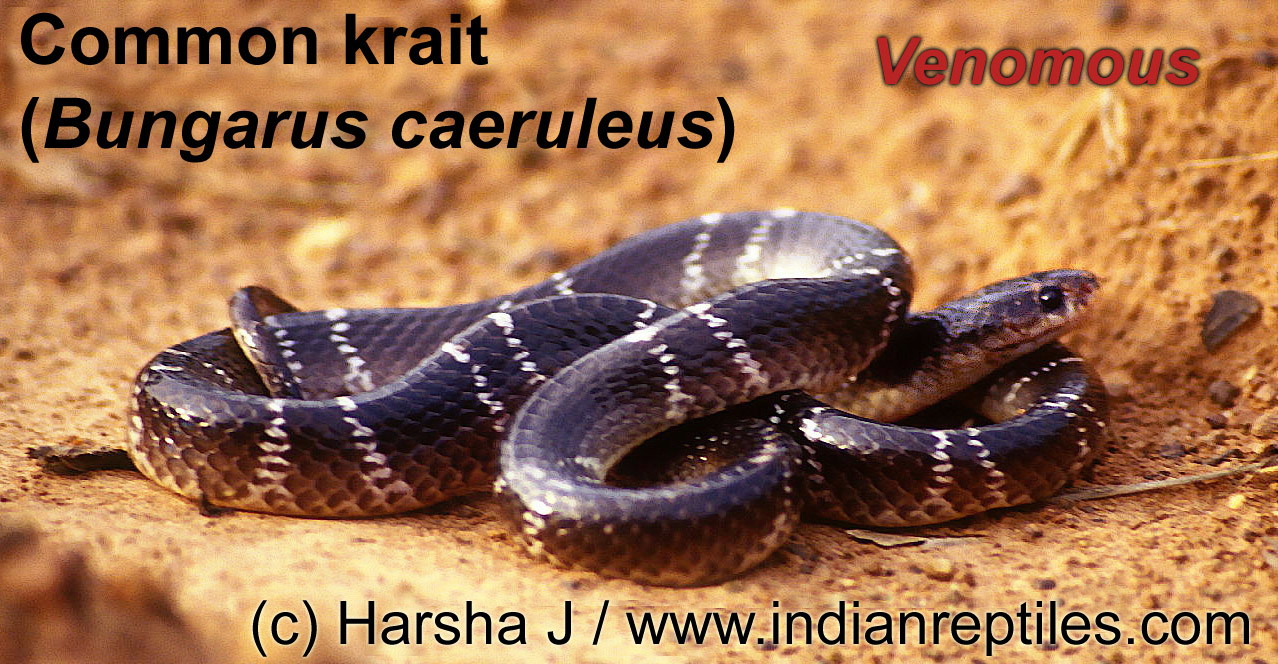 Reptile Research and Conservation Trust Of India: Types Of Venomous ...