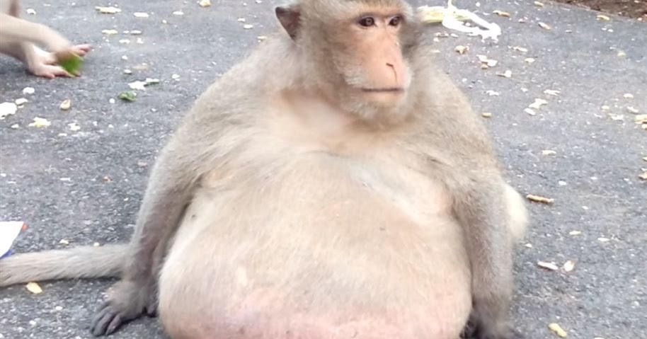 Francisco Moreira: Macaco obeso vai ter de fazer dieta