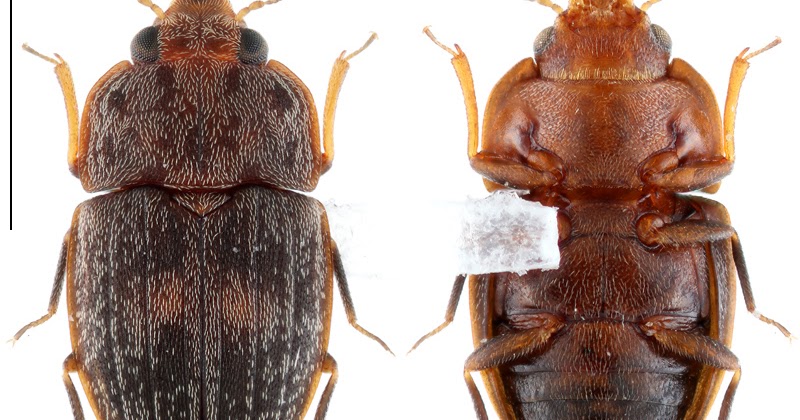 Variety of Life: Cucujoidea