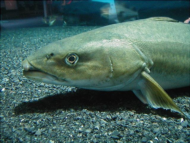 eat me. love me.: panko-crusted sablefish with black bean sauce