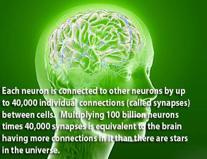 18 Amazing Facts About The Human Brains 18 Pics Daily Fun Pics