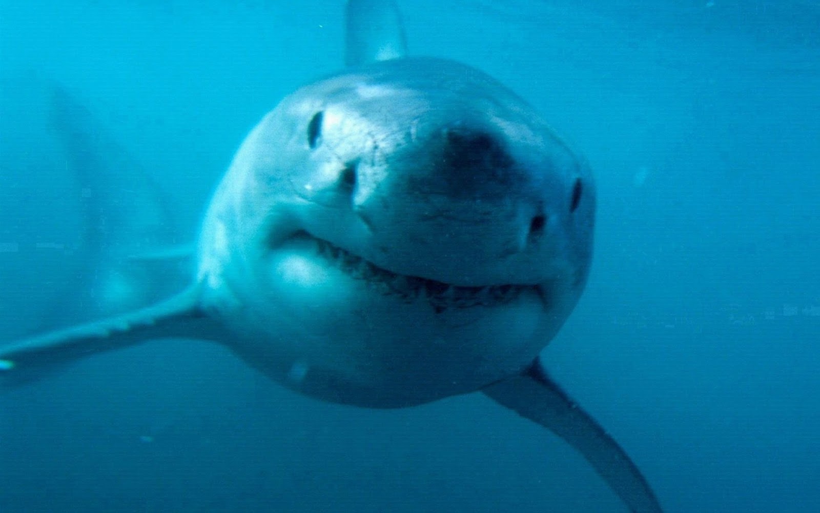 White Wolf : Sharks at risk of extinction from overfishing, say scientists