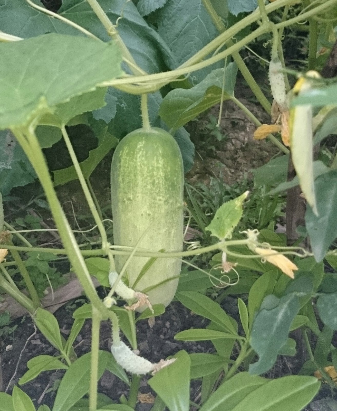 PANDUAN MENCAMBAHKAN BENIH TIMUN MINI - Rangkuman Cara Bertanam Lengkap