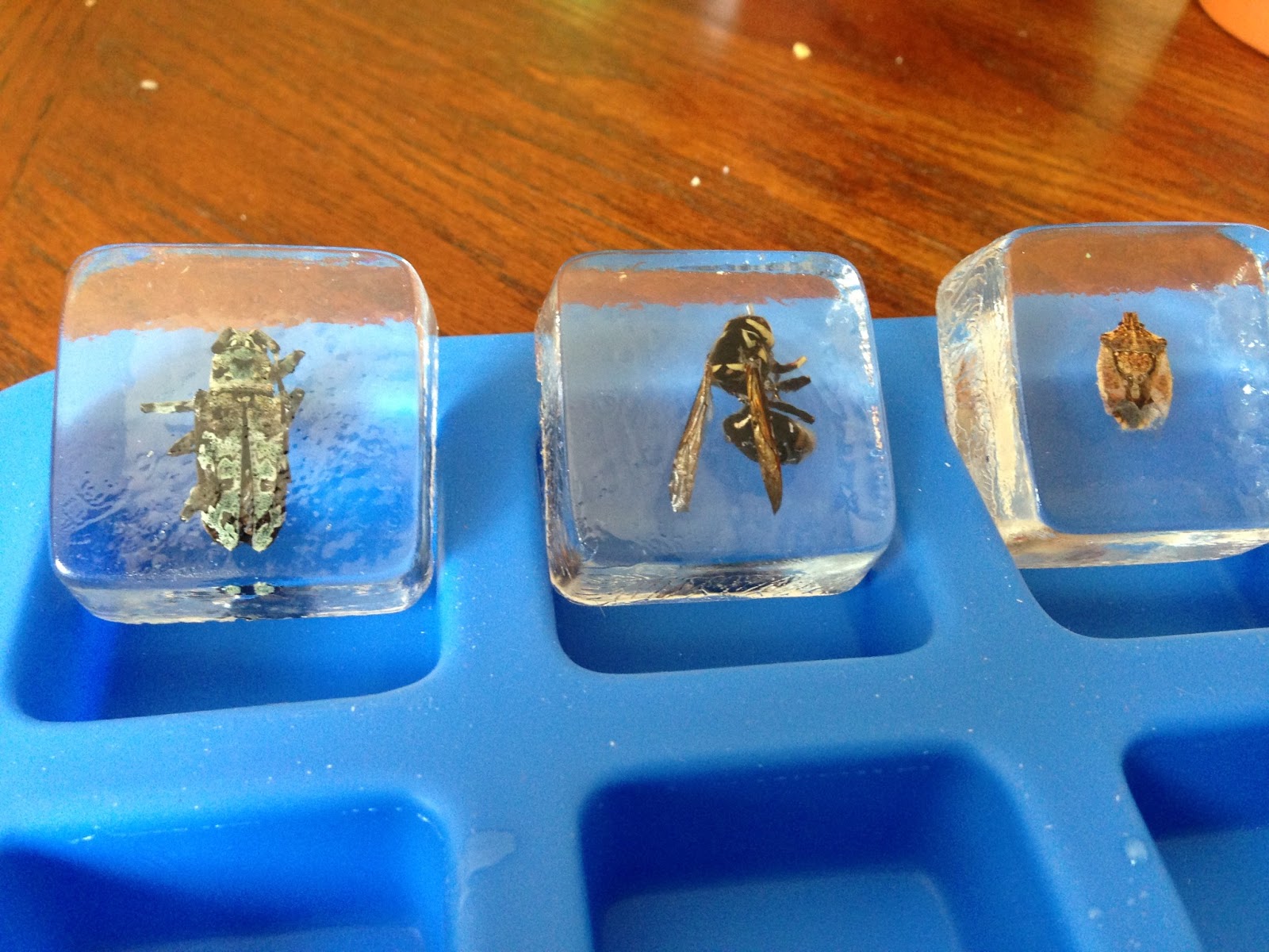 Do It Yourself With Janet: Embedding Things in Resin