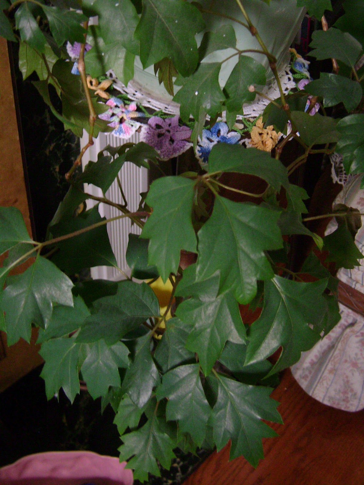 Houseplant Guru: Rambling On About Cissus