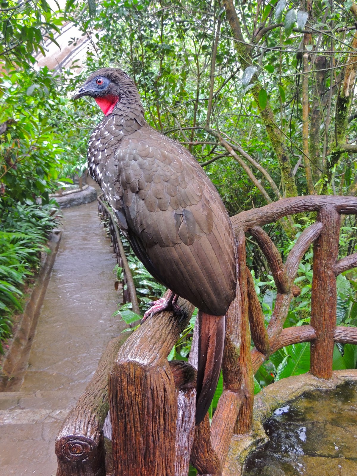 Tamarindo, Costa Rica Daily Photo: Large Bird