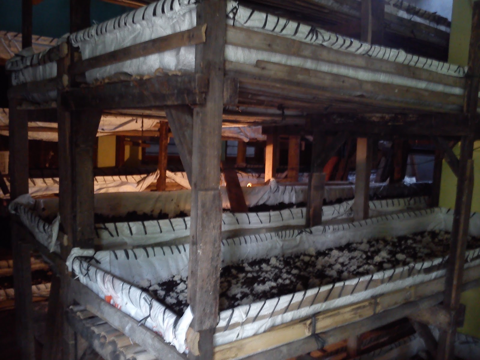 budidaya cacing tanah, ternak cacing tanah, jual cacing