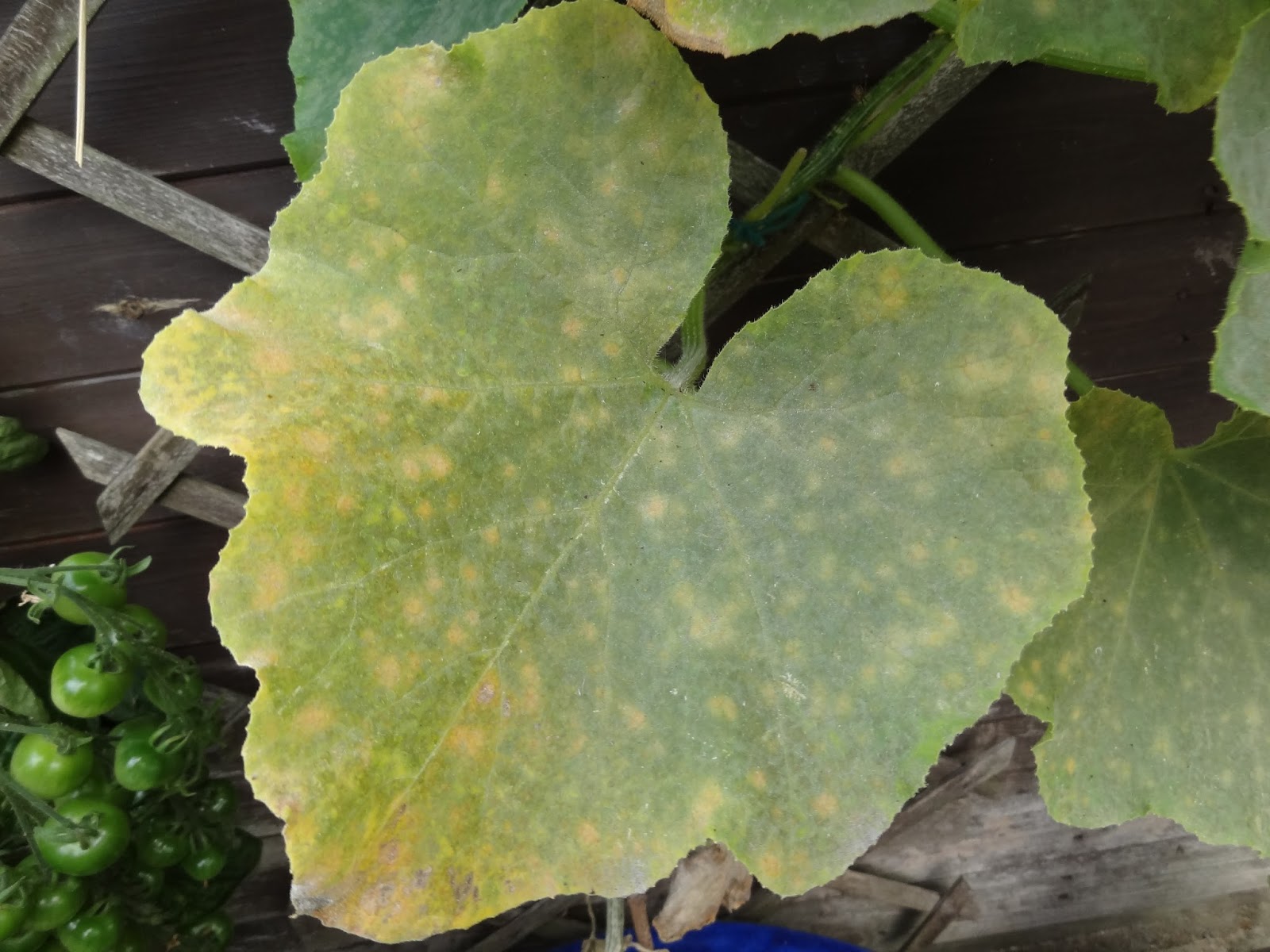 Down on the Allotment: How to get rid of Powdery Mildew Down on the Allotment: How to get rid of Powdery Mildew