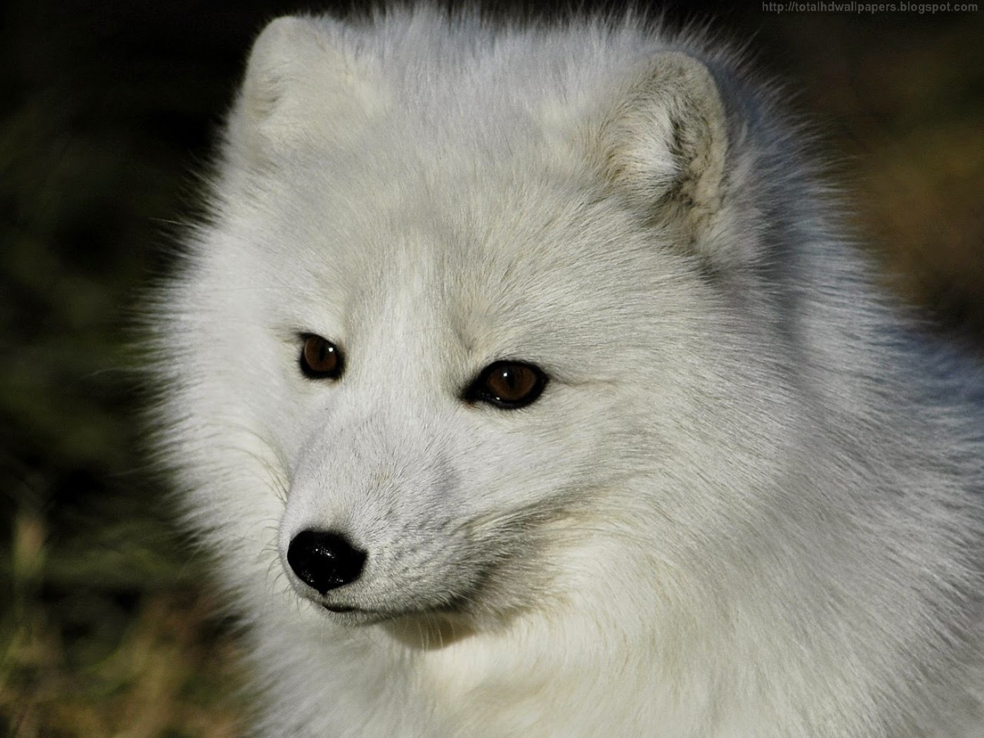 Kamal Shah: Arctic fox HD Wallpapers