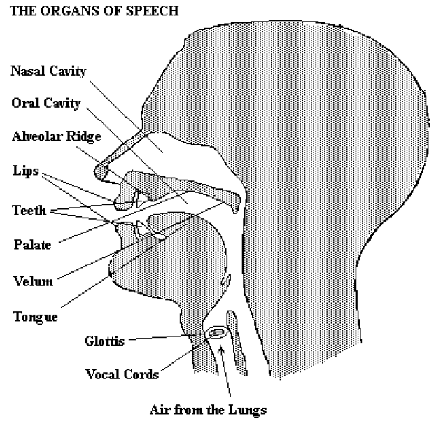 Wisdom's English: ENGLISH SOUNDS (PHONOLOGY)