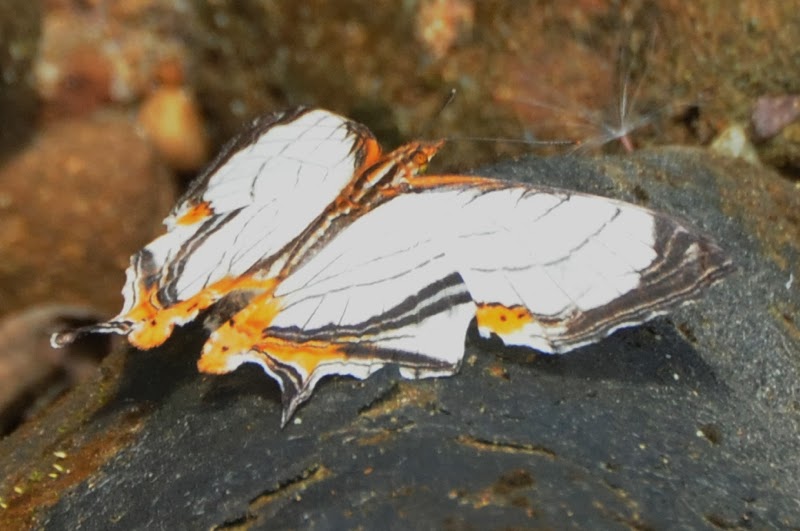 A Wandering Naturalist: Sarawak: A Borneo Highlands Nature Festival