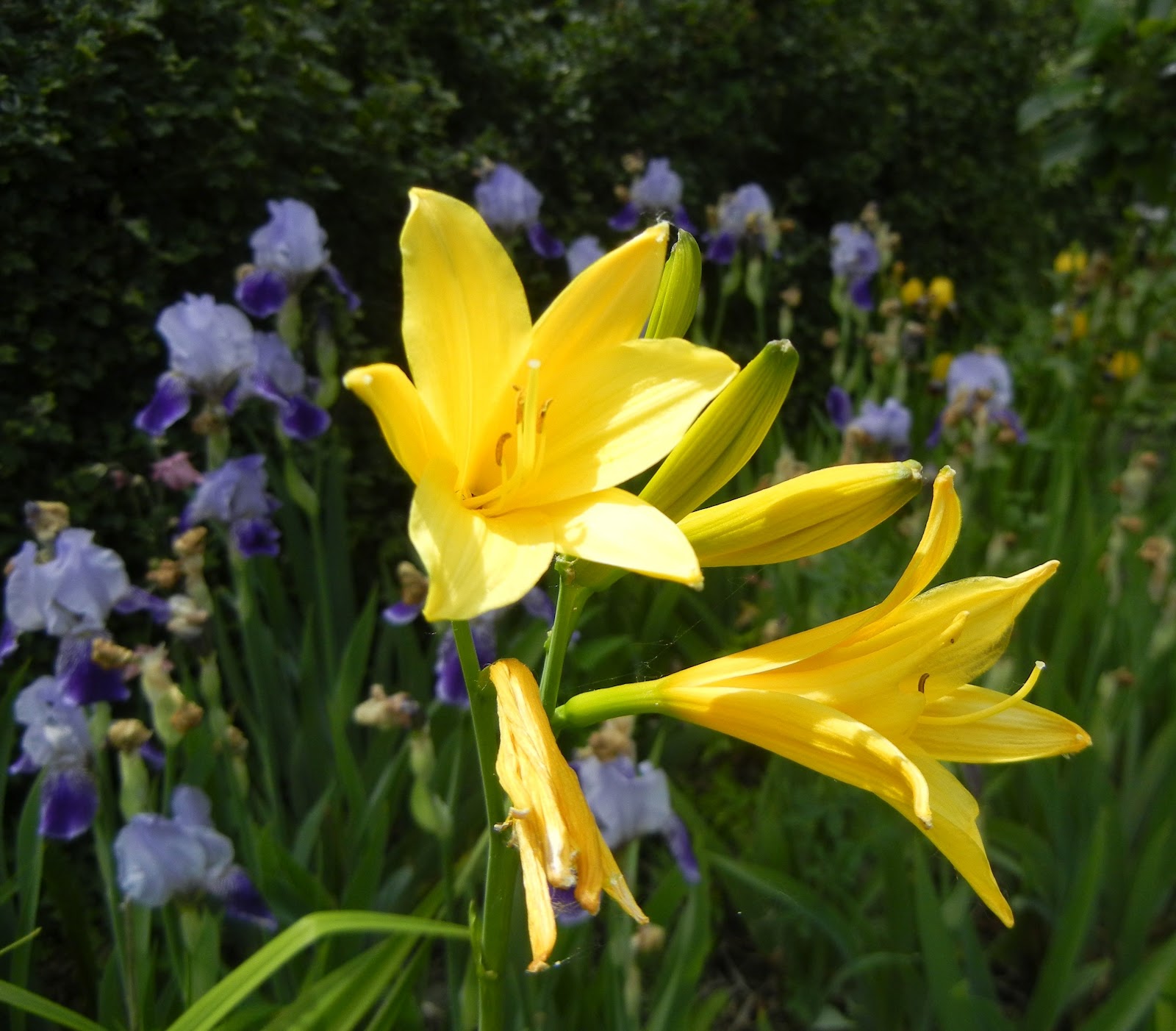 Gardening with Jess: June flowers and new lighting