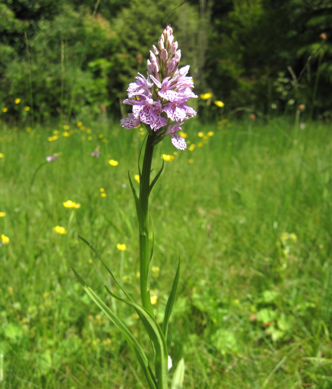 Flutterby Patch: A secret world