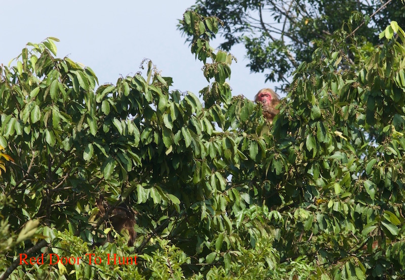 RED Door To Hunt: Laporan Pemerhatian & Kajian Beruk Kentoi~Macaca ...