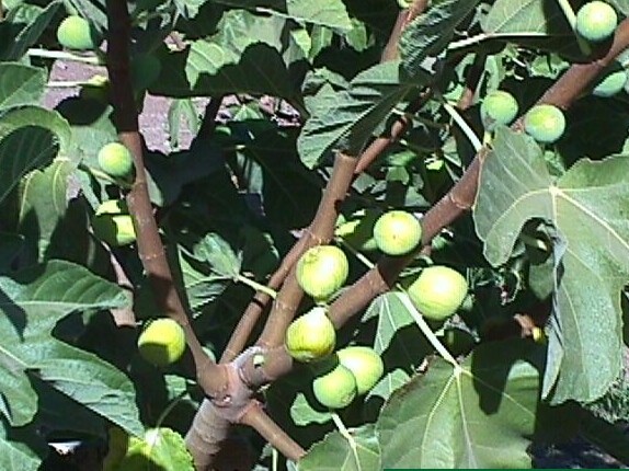VIVERO HABITAT NATIVO: ARBOL DE BREVO