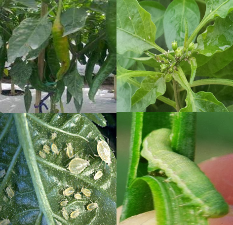 Easily Pests Control: Pests In Chilli and How To Pest Control In Chilli ...