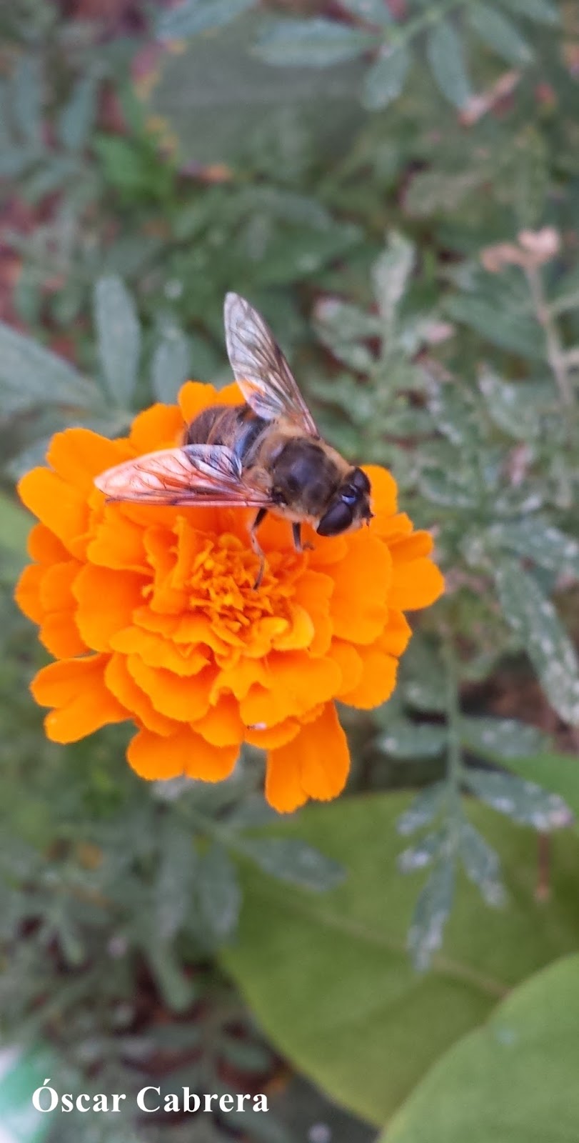 Eristalis tenax (Mosca zangano)