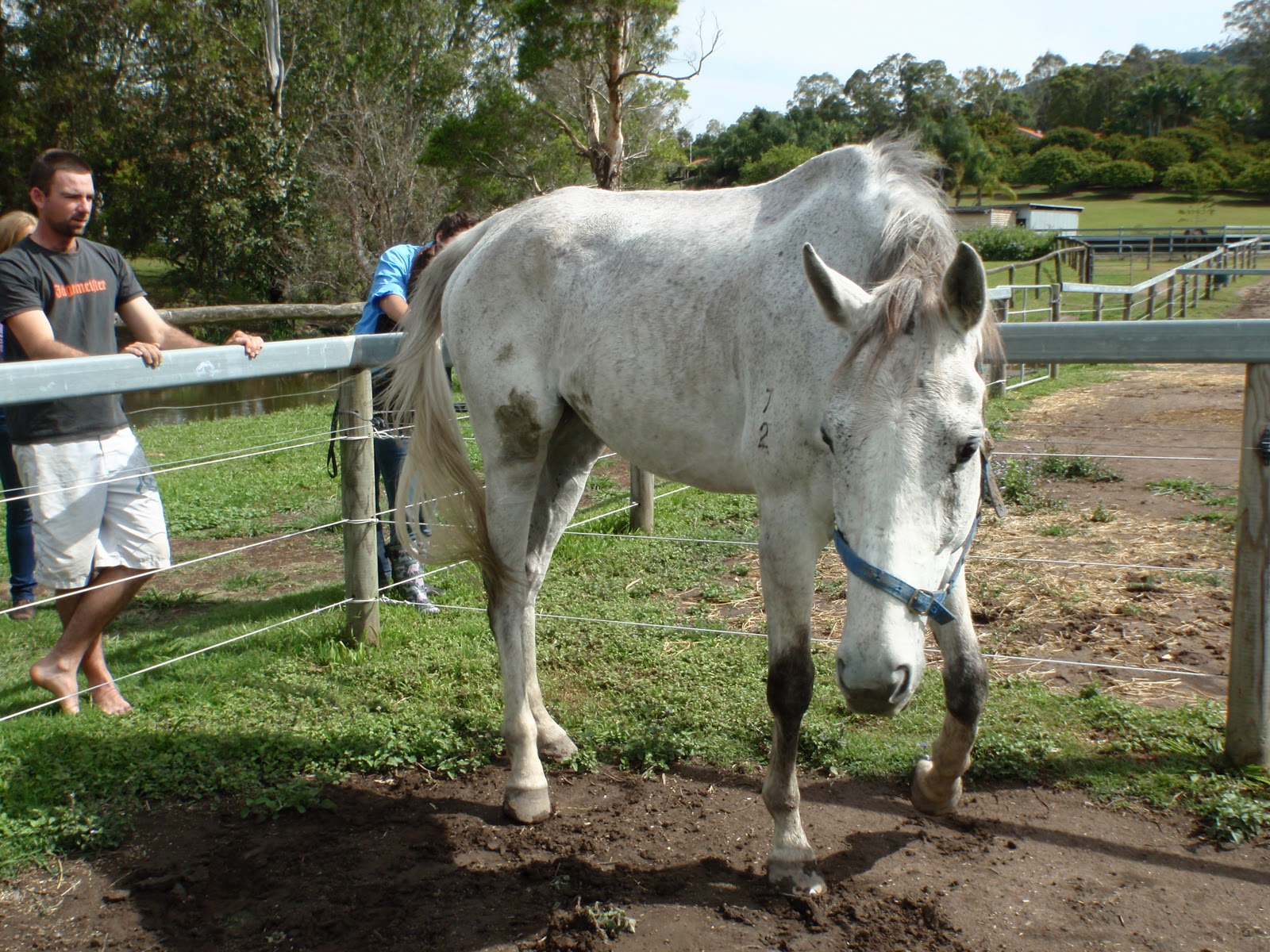 Save a Horse Australia Horse Rescue and Sanctuary: We have a new rescue ...