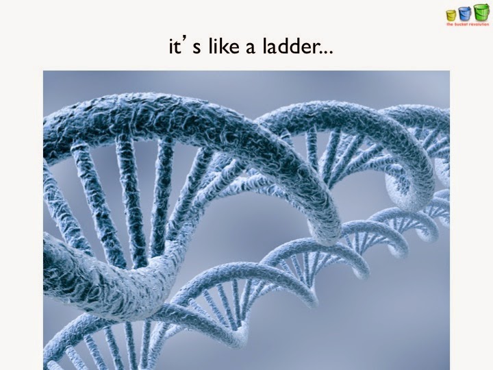 DNA, Behaviour and the Environment: DNA and memory