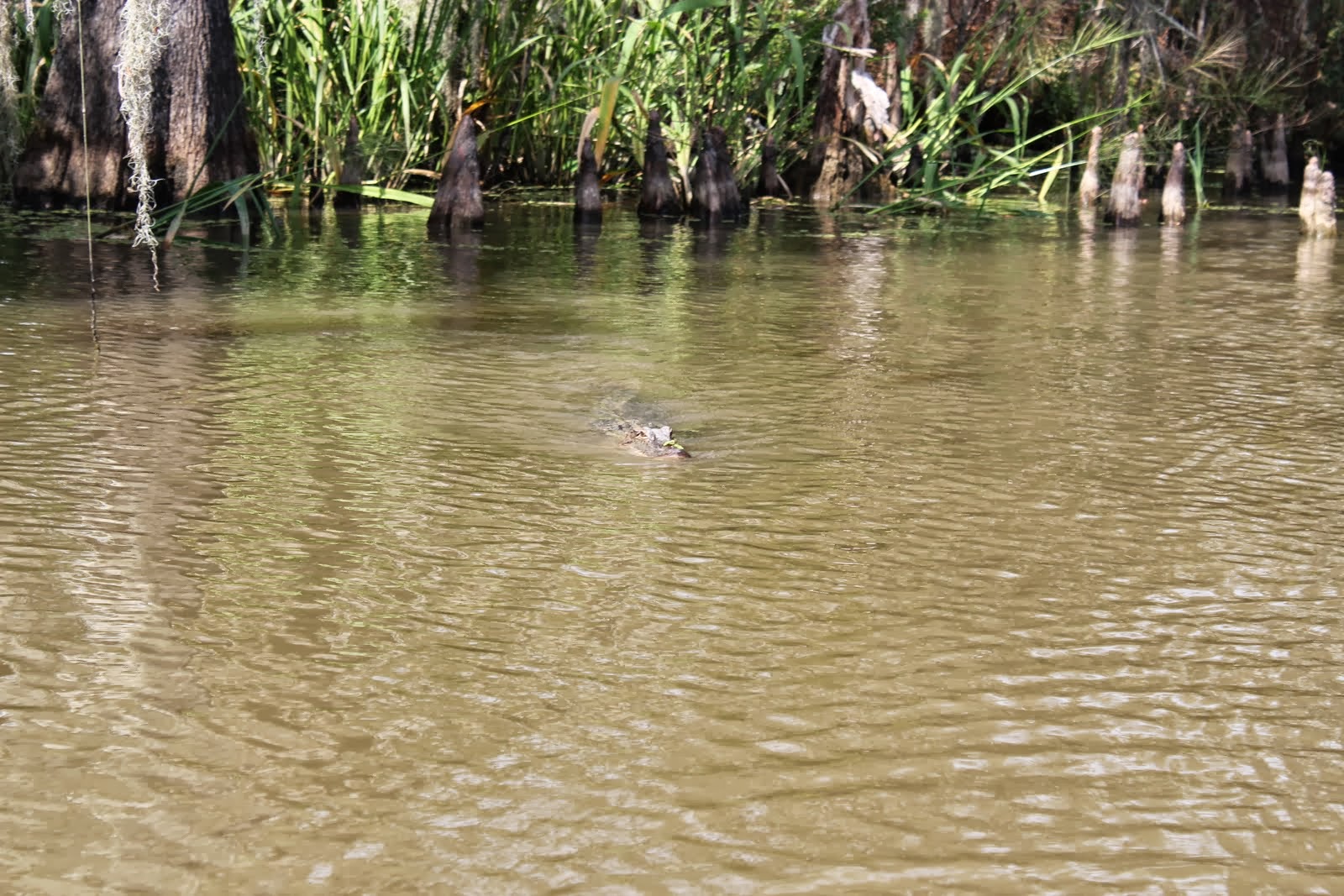 Here and There: LIFE ON THE BAYOU