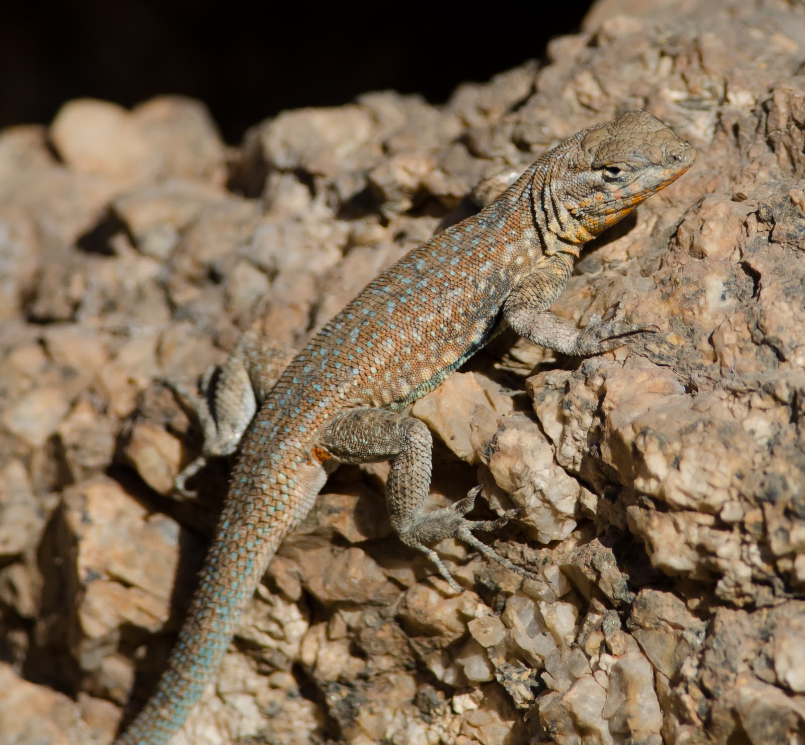 Gordon's Birding Adventures: Tom's Thumb Trail - 31 May 2013