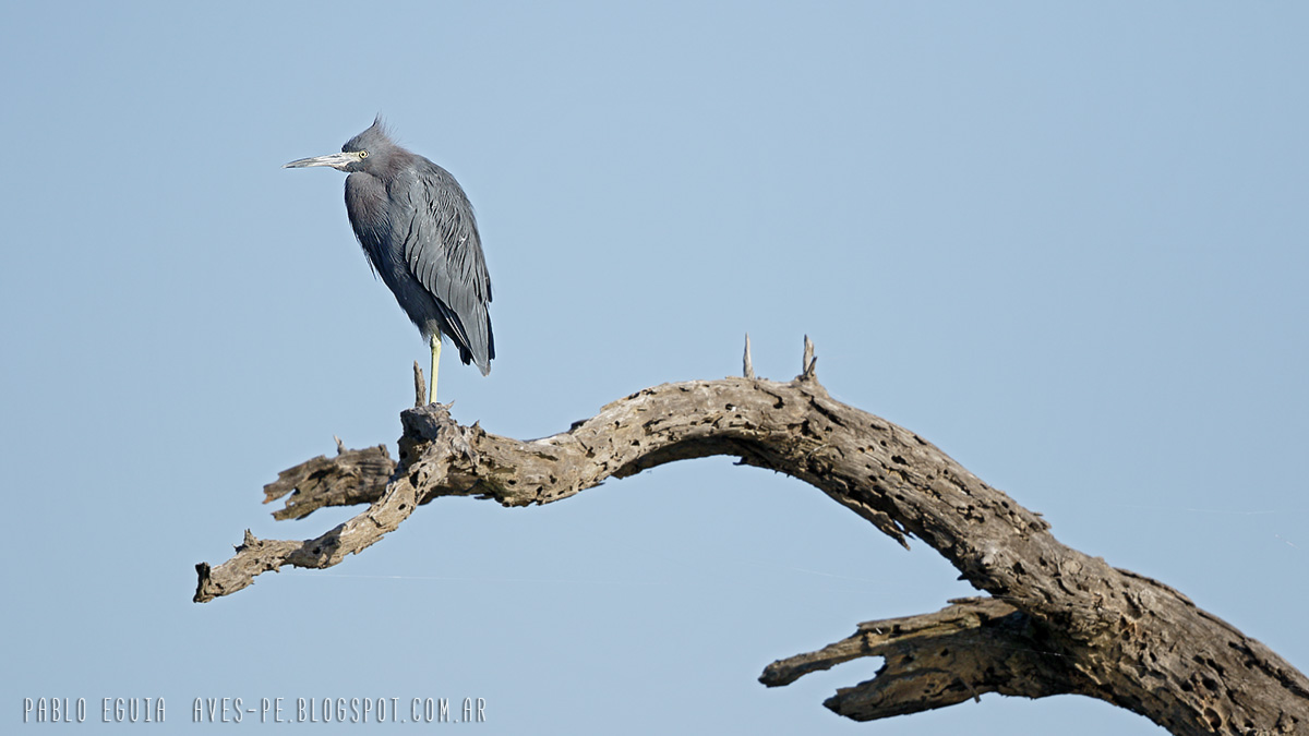 mis fotos de aves: Egretta caerulea Garza Azul Little Blue Heron