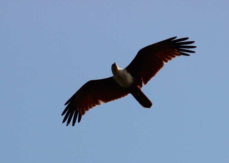 Birding at Puliyankudi! | My Travelogue - Indian Travel Blogger ...