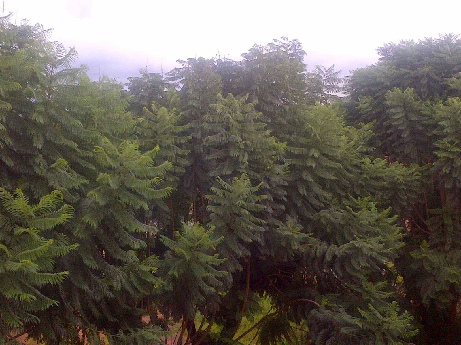 NANDI IWE!: LICHINGA, CAPITAL DA PROVINCIA DO NIASSA, MOÇAMBIQUE