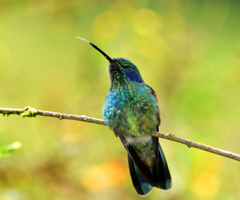 EJE CAFETERO - AVES DE CALDAS - BIRDS OF CALDAS -COLOMBIA: COLIBRÍES