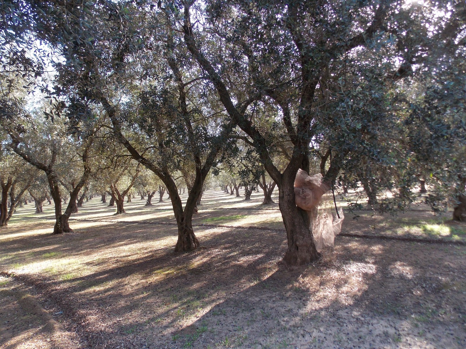 Home To Italy: Returning to the Taurino Olive Farm: Puglia