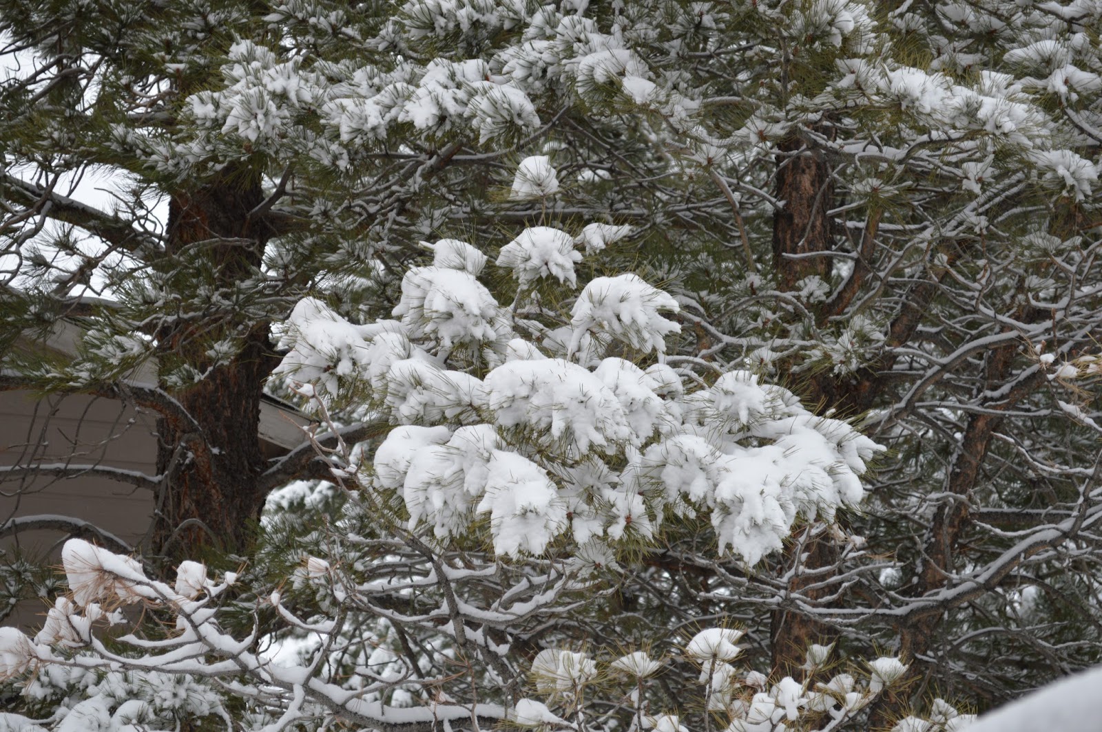 The White Raven: Snow Magick