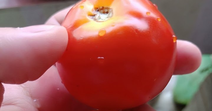 Quả cà chua 360 độ: Cà chua có tác dụng gì