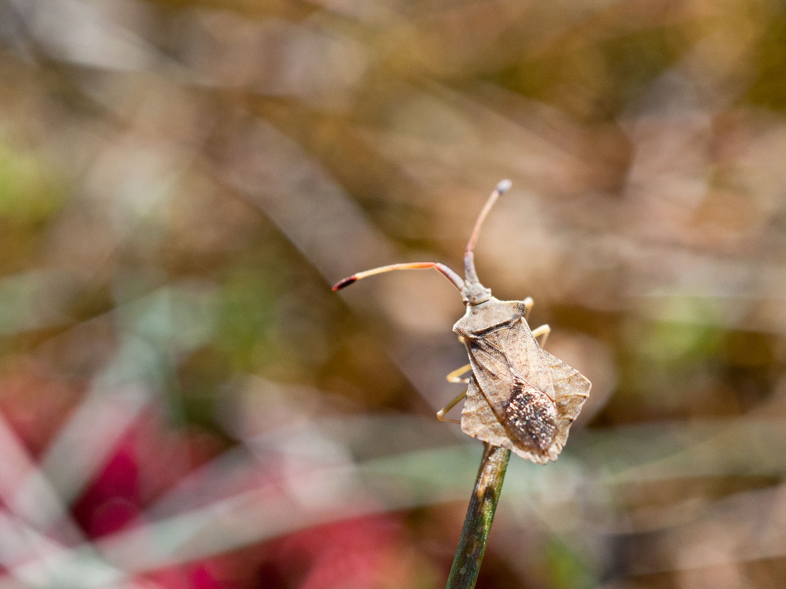 Macrophoto plaisir passion: Le Syromaste marginé, Syromastus rhombeus