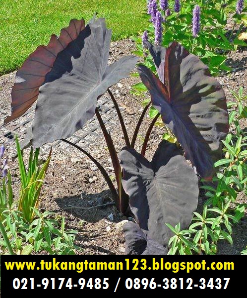 JUAL POHON SENTE HITAM | TALAS HITAM | TANAMAN HIAS - Tukang Taman Murah