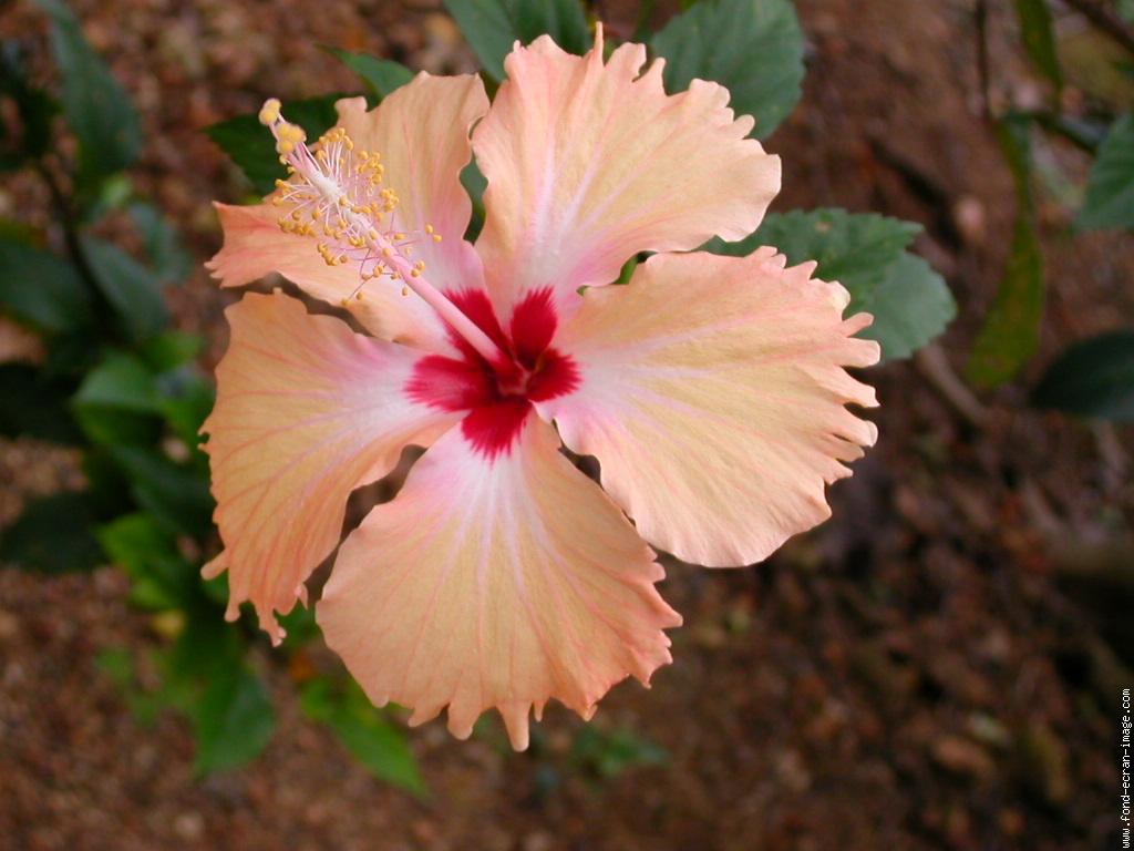 Blog du cours d'informatique Objectif Formation: Les fleurs