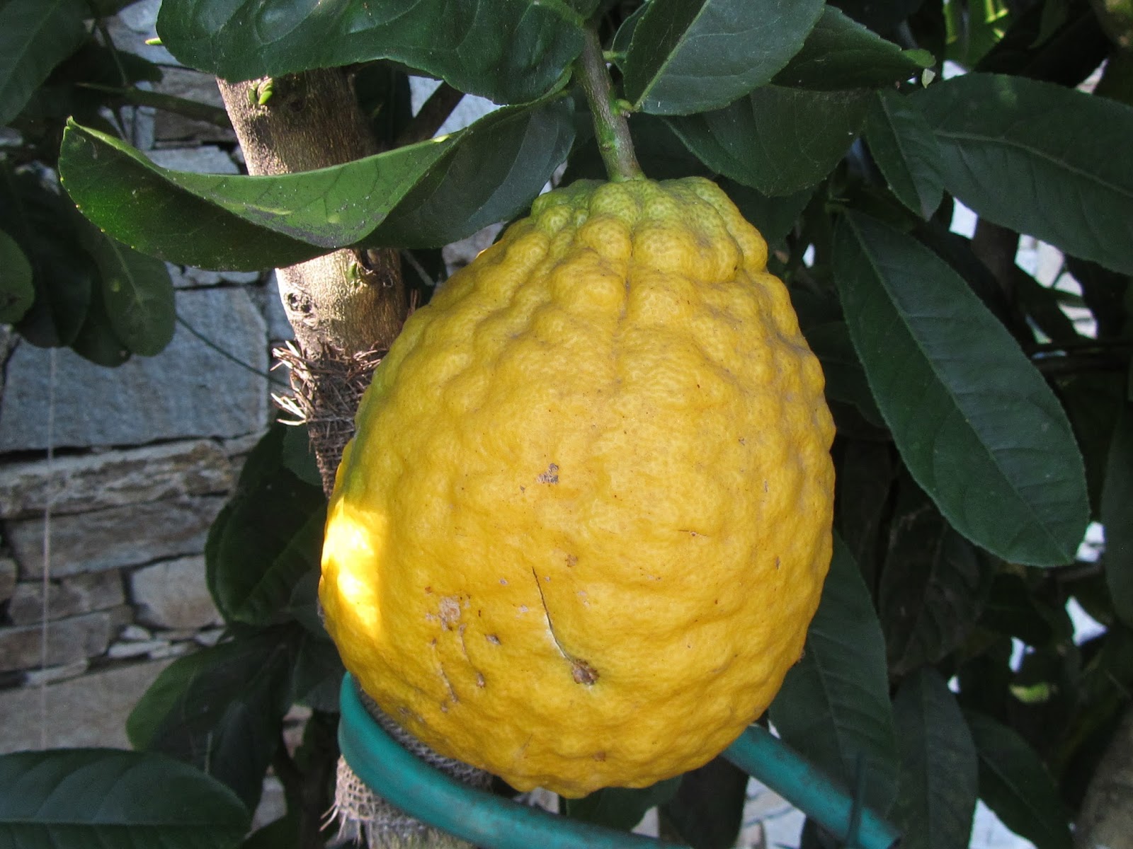 Cedro (Citrus medica), il Progenitore di Molti Agrumi | Il Gusto Della ...