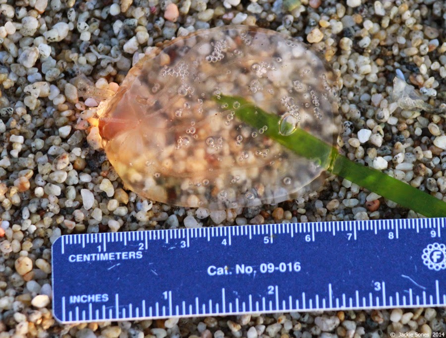 The Natural History of Bodega Head: The Pink Predator -- Part 2