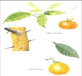 forest is your life: Morfologi Batang Jeruk