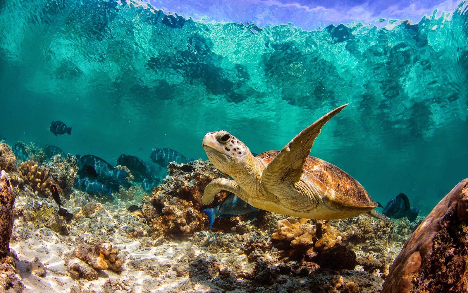 Sea Turtle - HD Wallpapers | Earth Blog