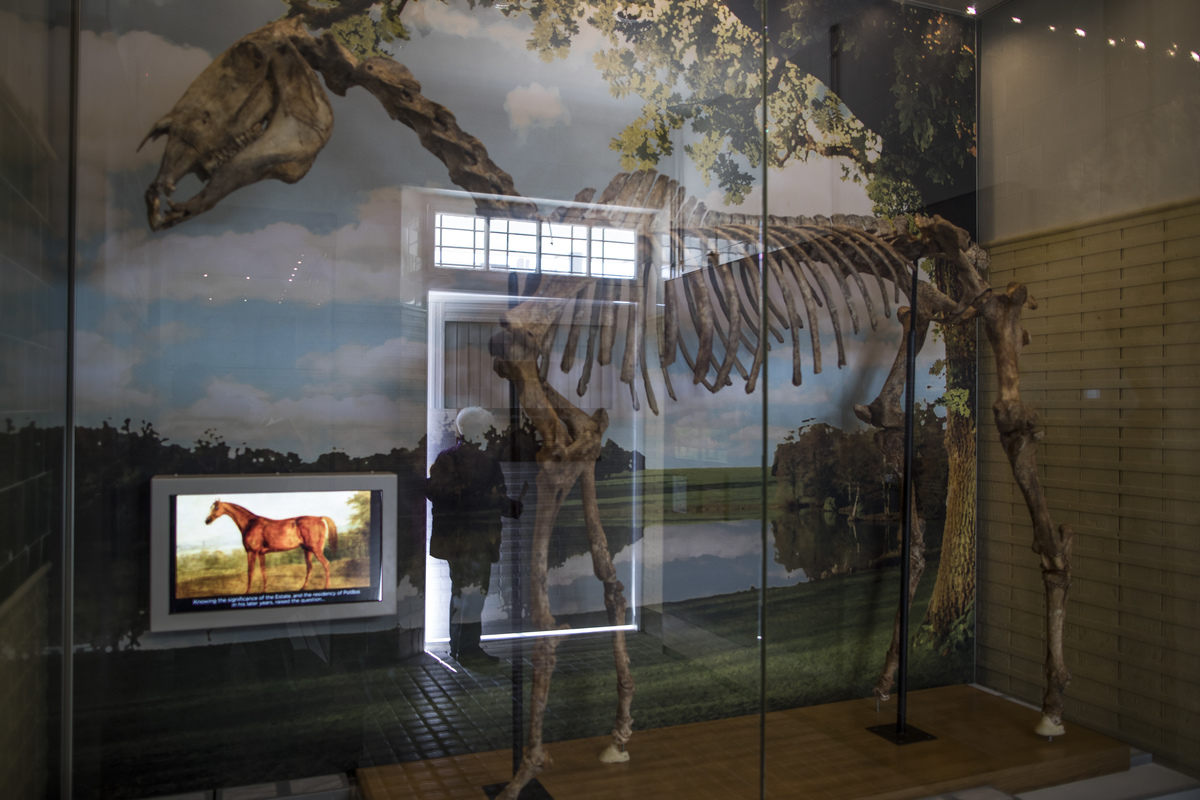 Ξωτικό: Potoooooooo: Το παράξενο όνομα ενός αλόγου αγώνων του 18ου αιώνα