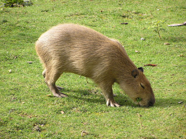 Capybara | The Biggest Animals Kingdom
