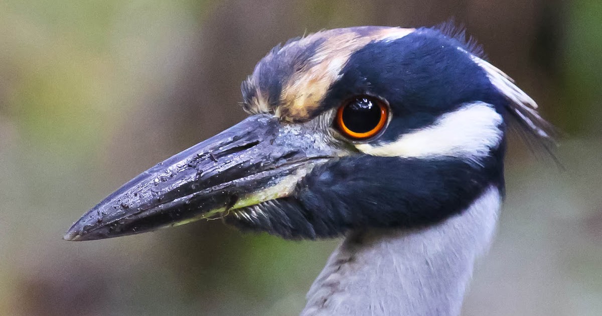 Birding Is Fun!: Birds Eye View