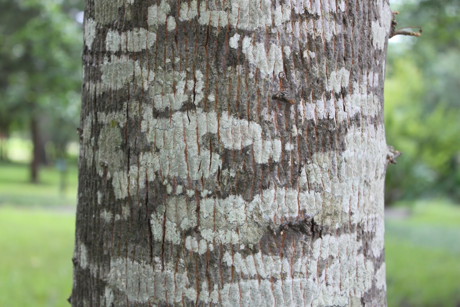 Centenary College Arboretum: Tree of the Week: Nutmeg Hickory (Carya ...