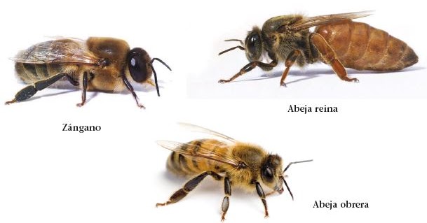 CORONA APICULTORES: VIDA DE APIS MELLIFERA