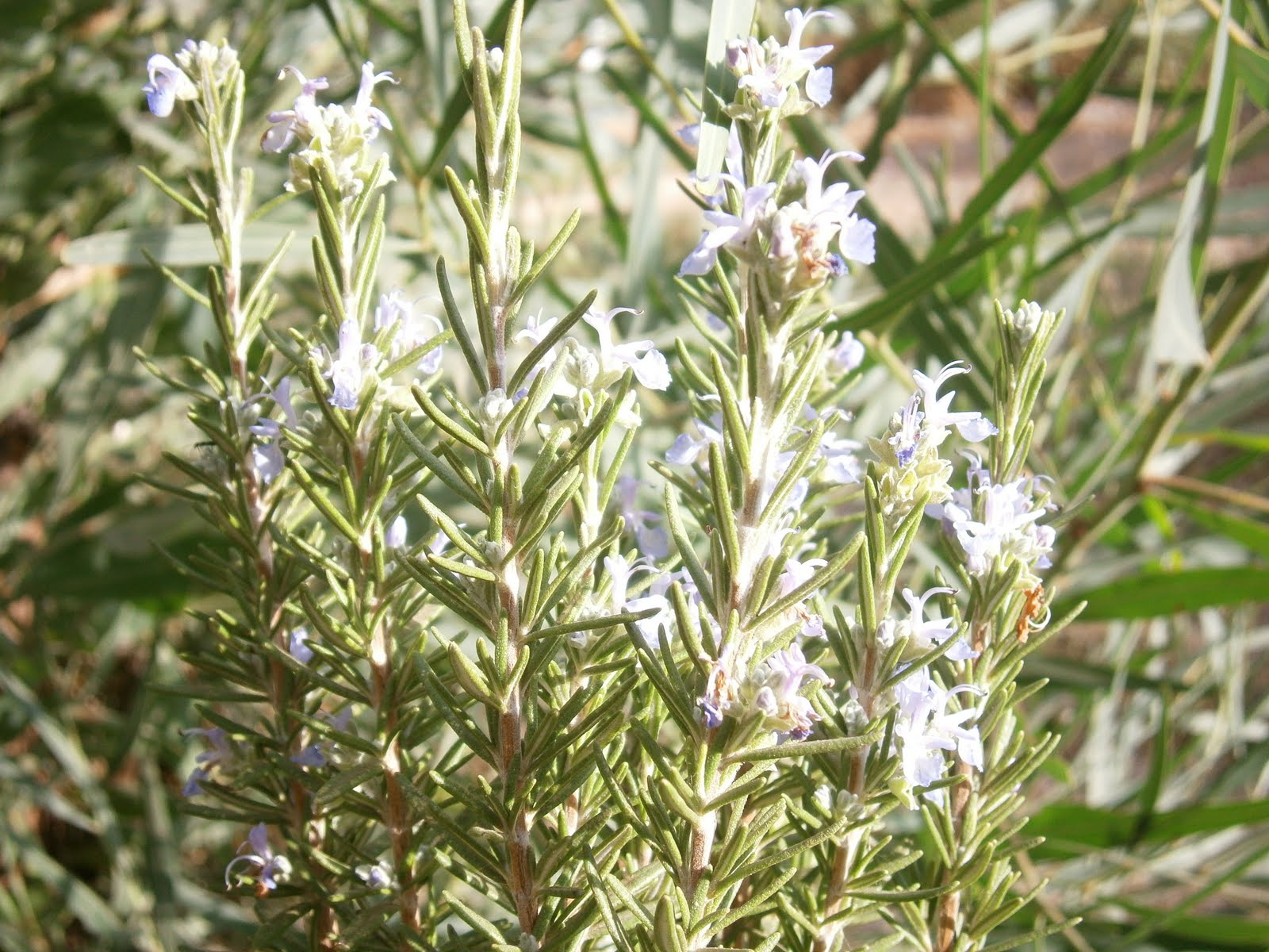 Plantes et Fleurs de mon Jardin: Romarin