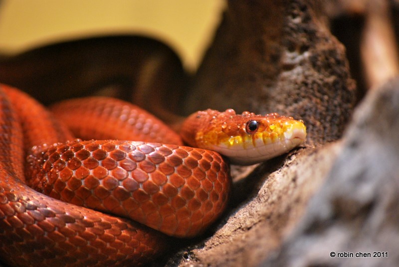 Our Beautiful World: Beautiful red snakes