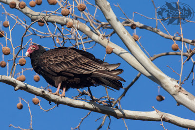 Walkin' With the Wild Woman: A Venue of Vultures